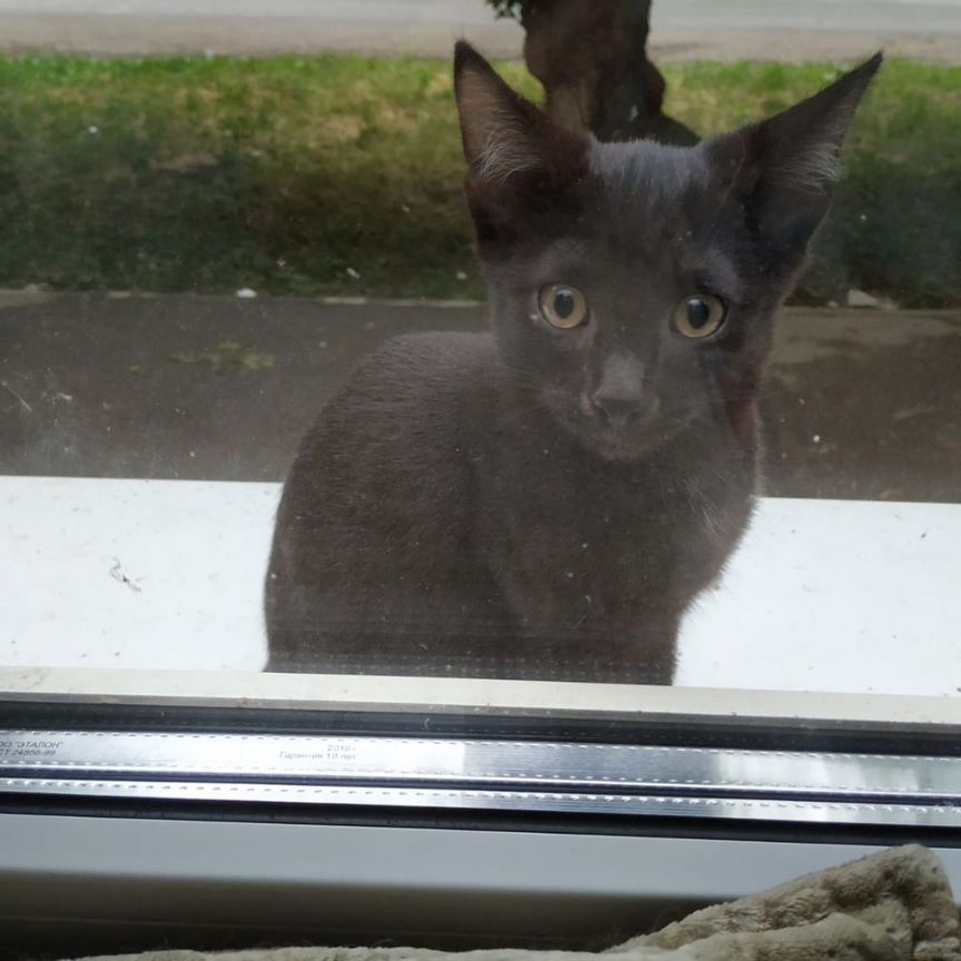 Кошка