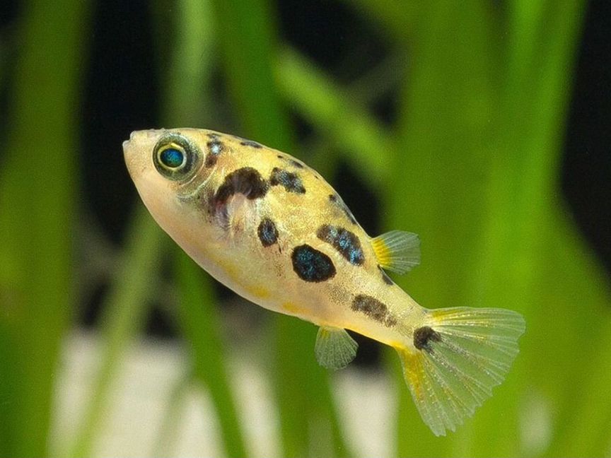 Тетраодон карликовый желтый самец