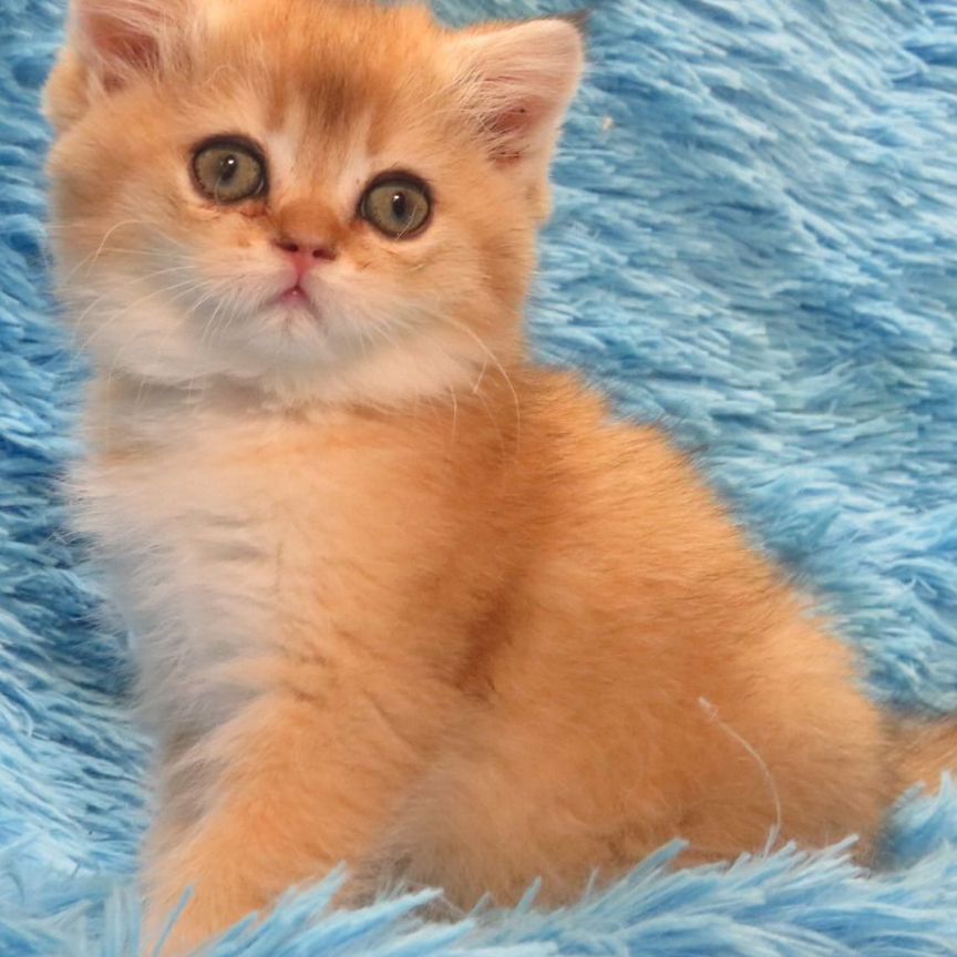 Шотландская