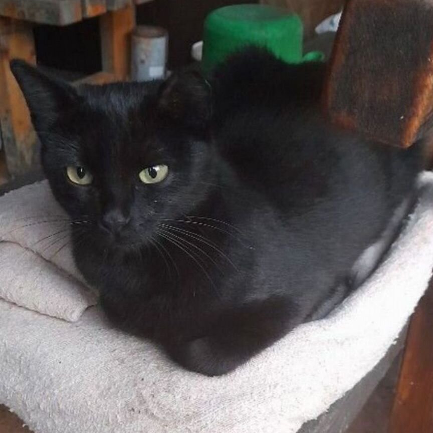 Бездомная кошка
