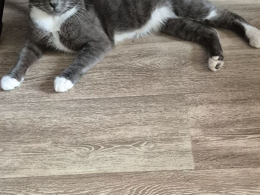 Котики бесплатно в добрые руки