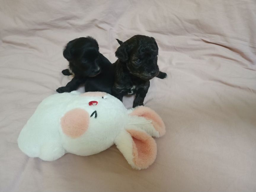 Мальтипу F1 мальчики