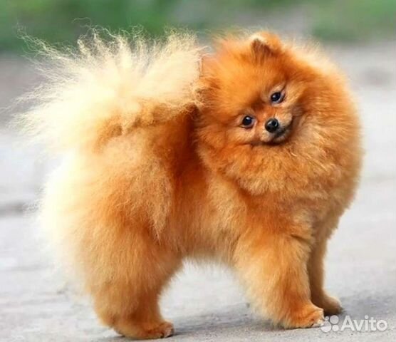 Померанский шпиц медвежьего типа