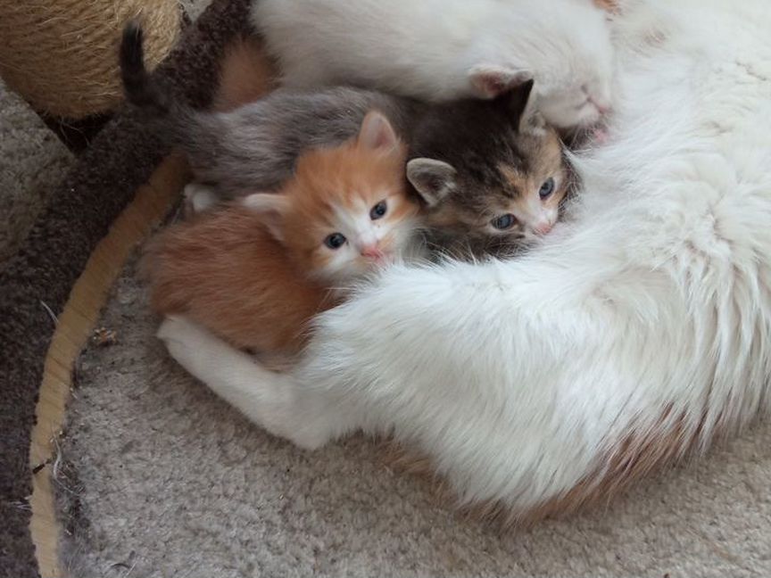 Котята от кошки-мышеловки