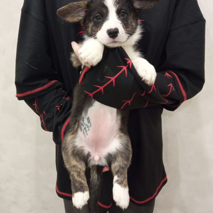 Щенки корги кардиган