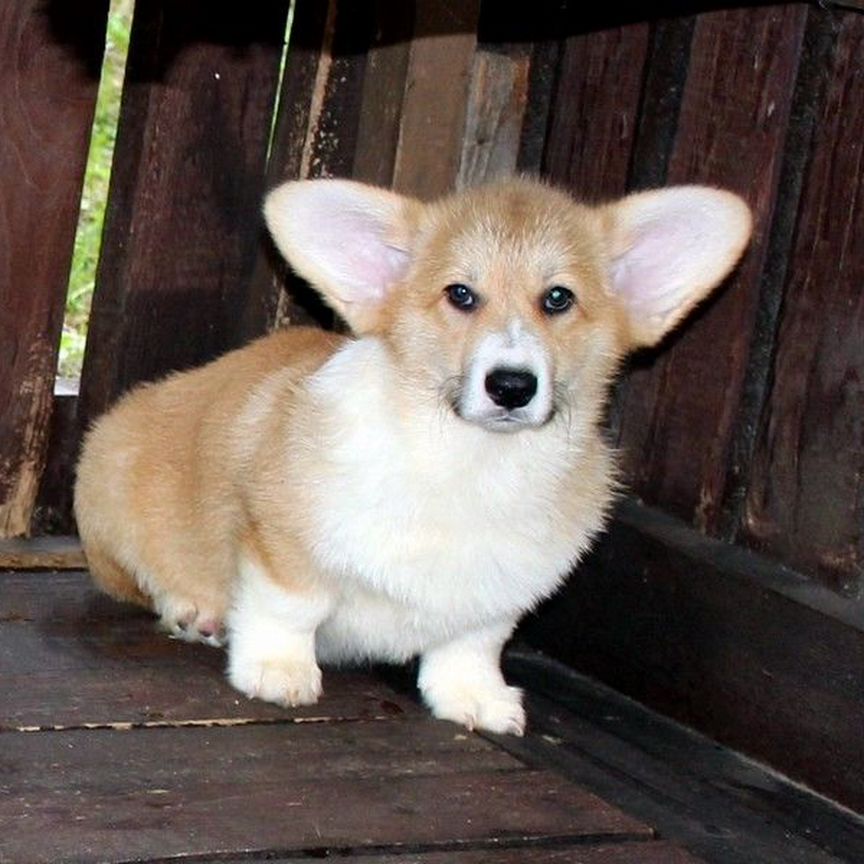 Вельш Корги Пемброк,красивые щенки от Чемпиона