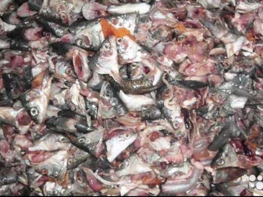 Отходы от рыбного производства