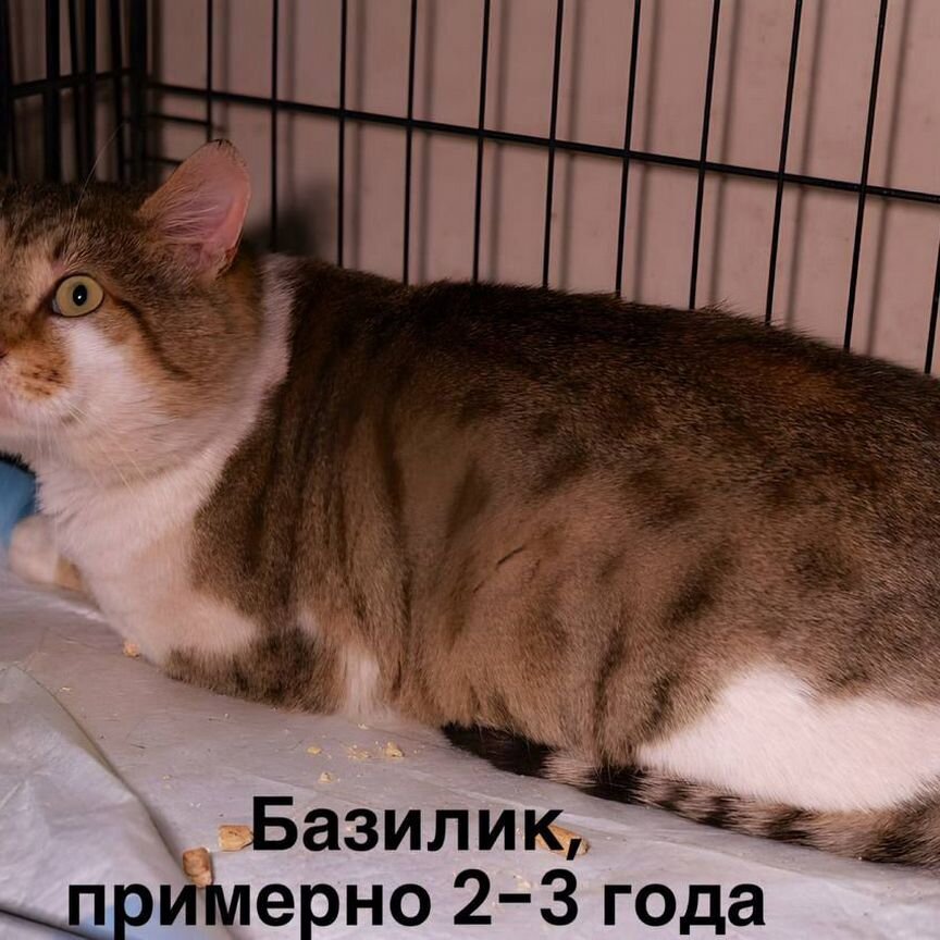 Кот очень ласковый