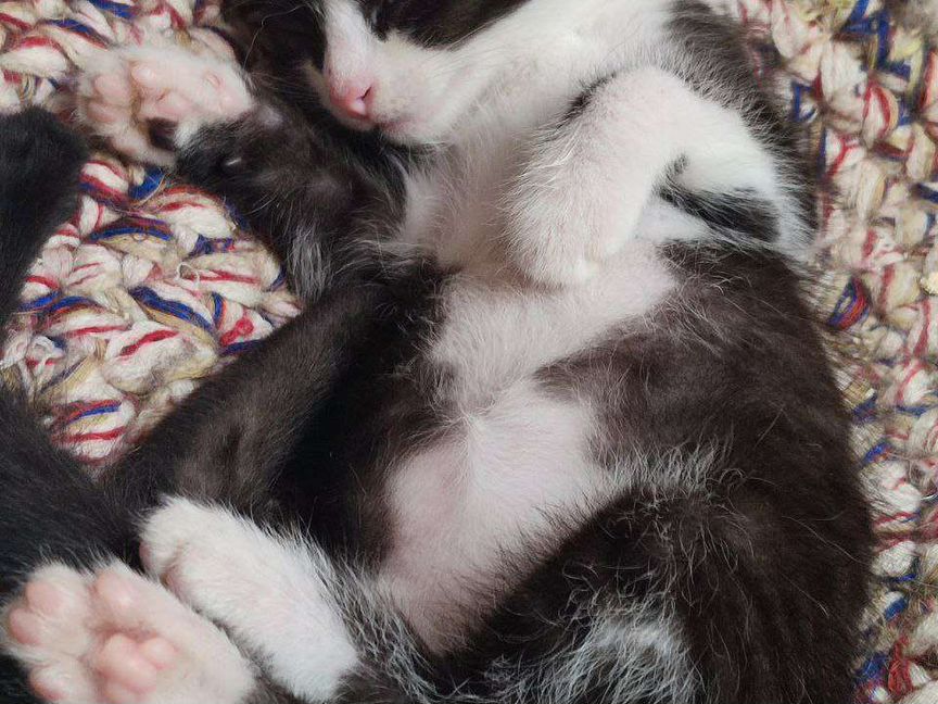 Кошки в добрые руки бесплатно