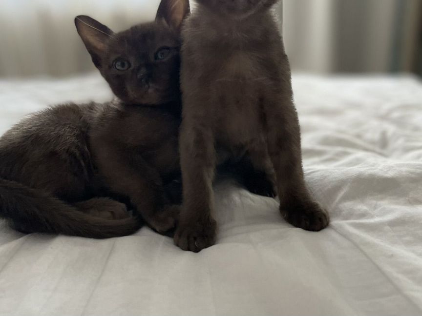 Бурманские котята