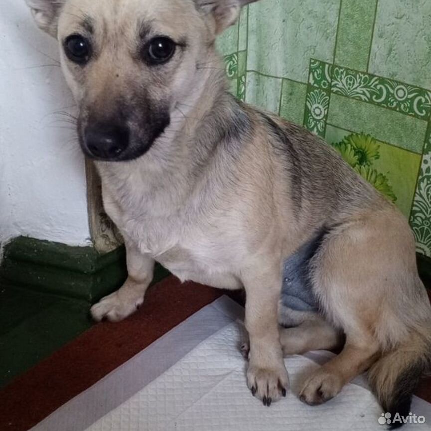 Небольшая собака в добрые руки