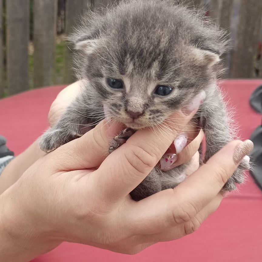 Котята в добрые руки бесплатно