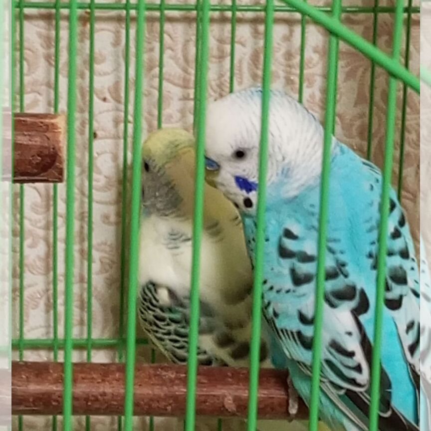 Волнистые попугаи   клетка