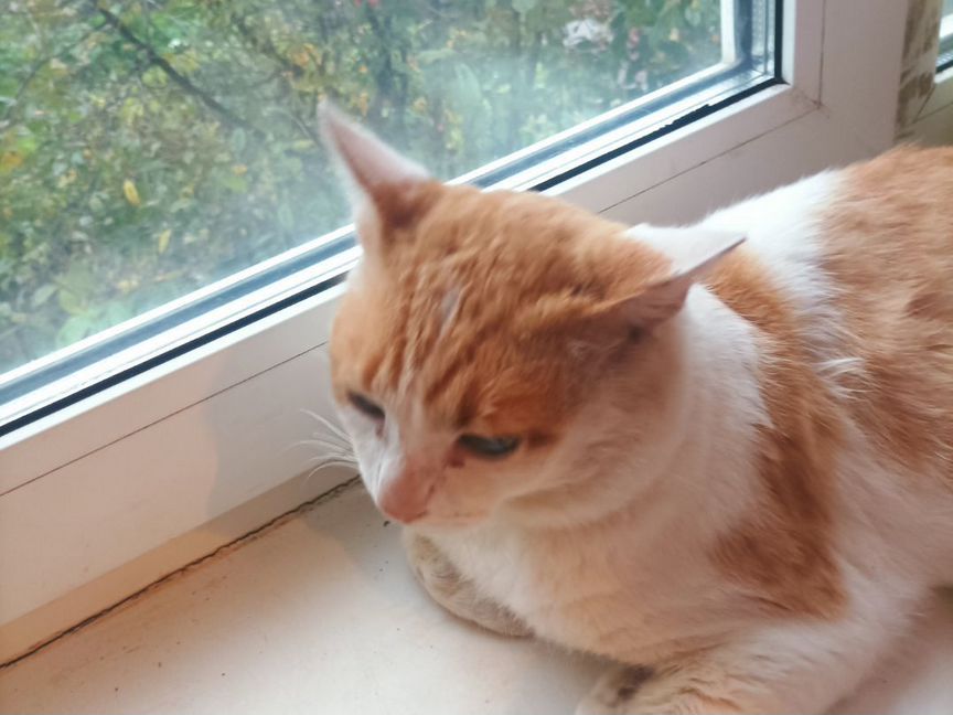 Кот Василий в добрые руки