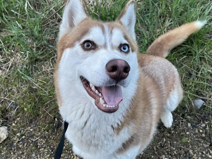 Сибирский хаски