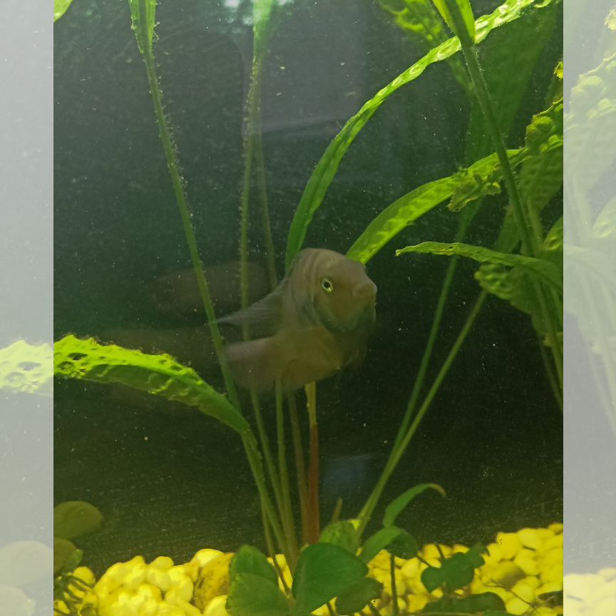 Цихлозома седжика