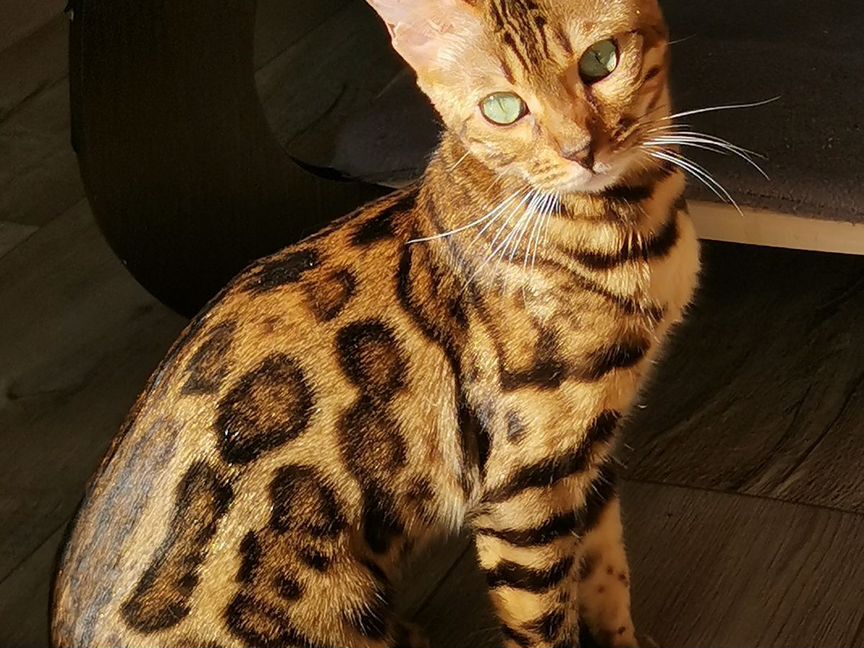 Бенгальская кошка