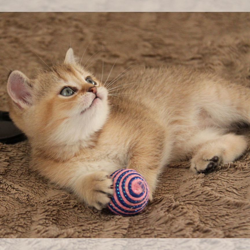 Шотландский прямоухий короткошёрстный котёнок