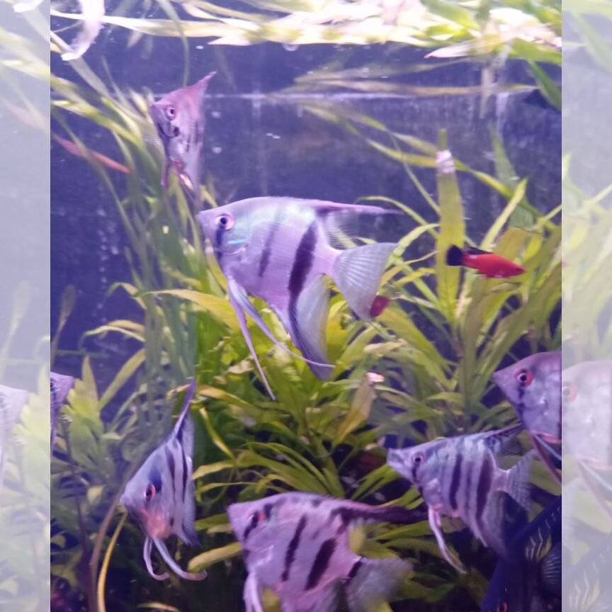 Скалярия голубая