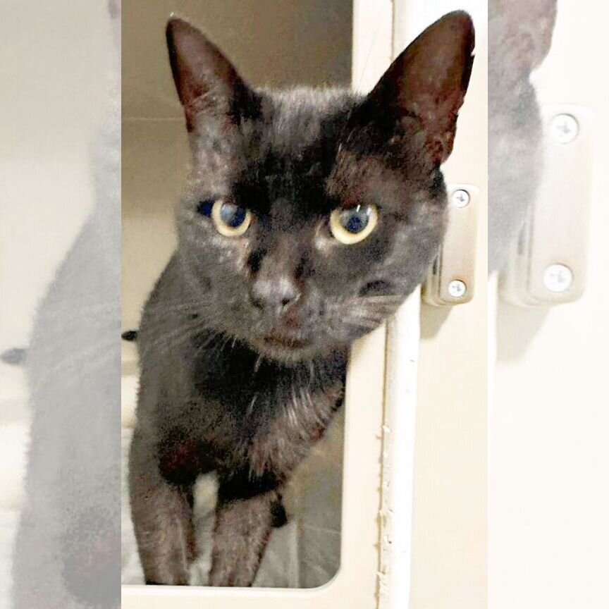 Молодой котик Чару