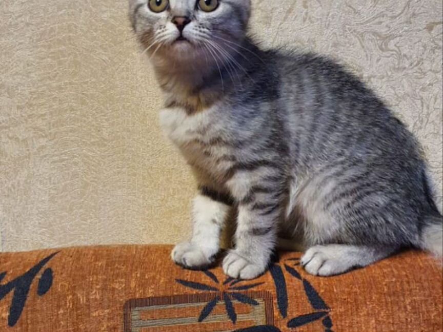 Котенок скоттиш страйт(девчонка)
