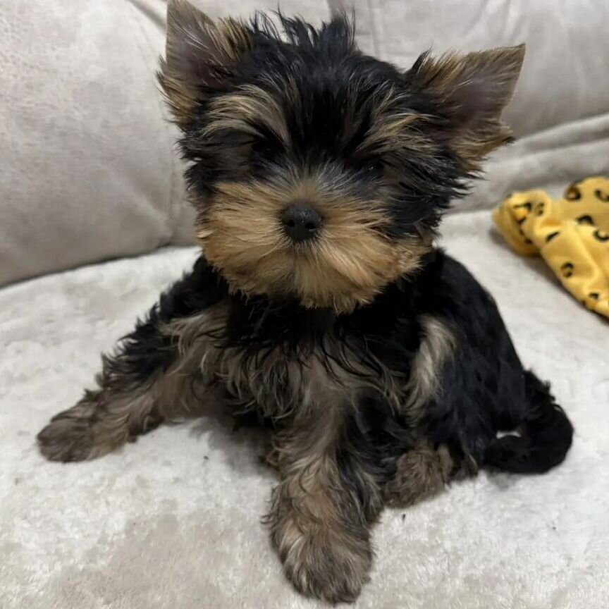 Йоркширский терьер, щенок