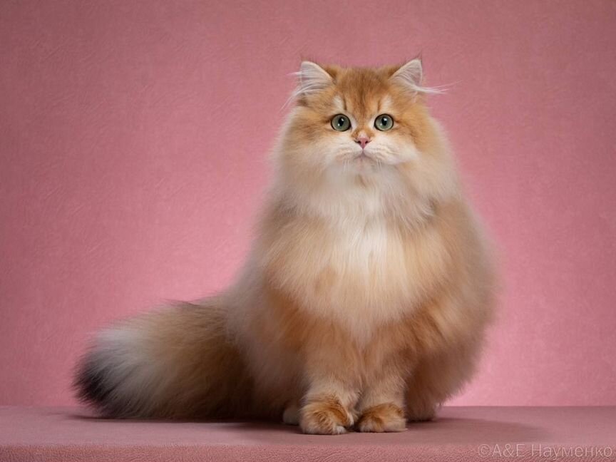 Британская кошка шоу класса