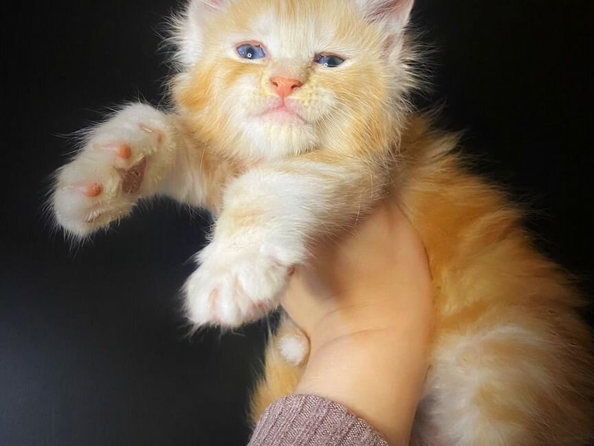Котята мейн-куна