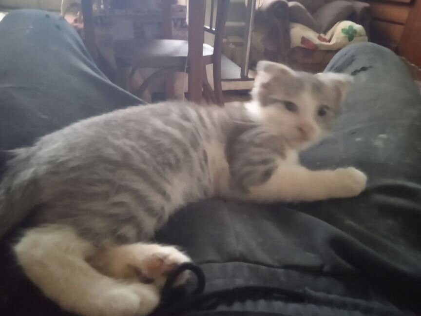 Котята выслоухие