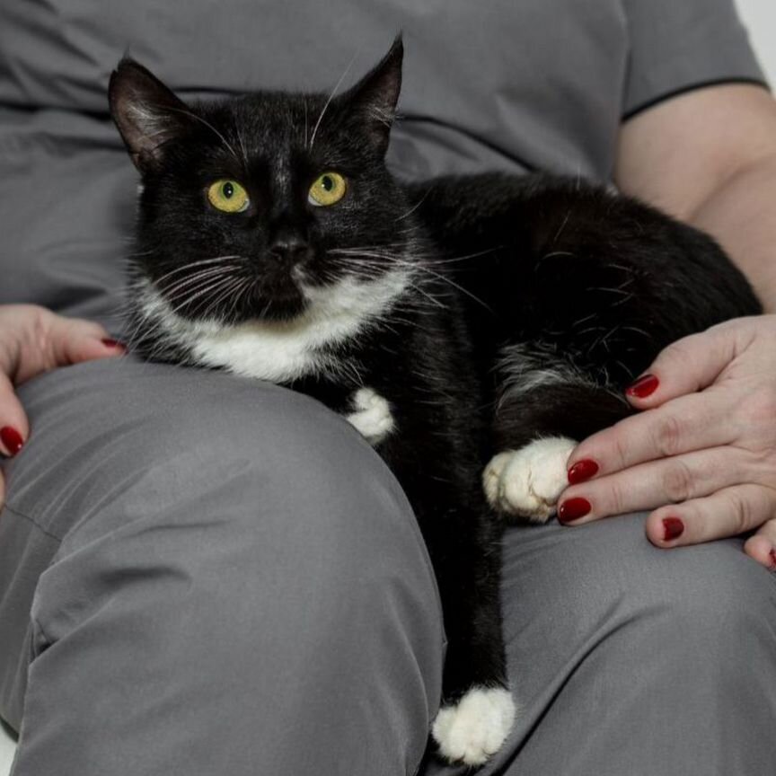 Кошка, кошечка в добрые руки