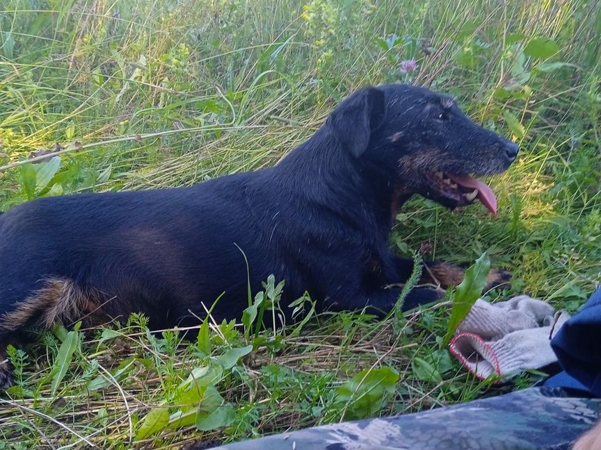 Щенки ягдтерьера