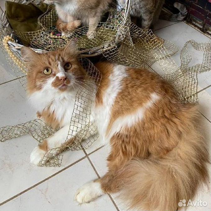 Статный котик-красавец, около 3 лет