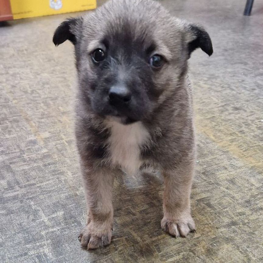 Щенки ищут дом