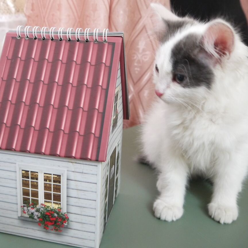Котенок девочка 2 месяца