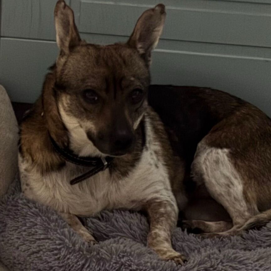 Взрослая собака в добрые руки