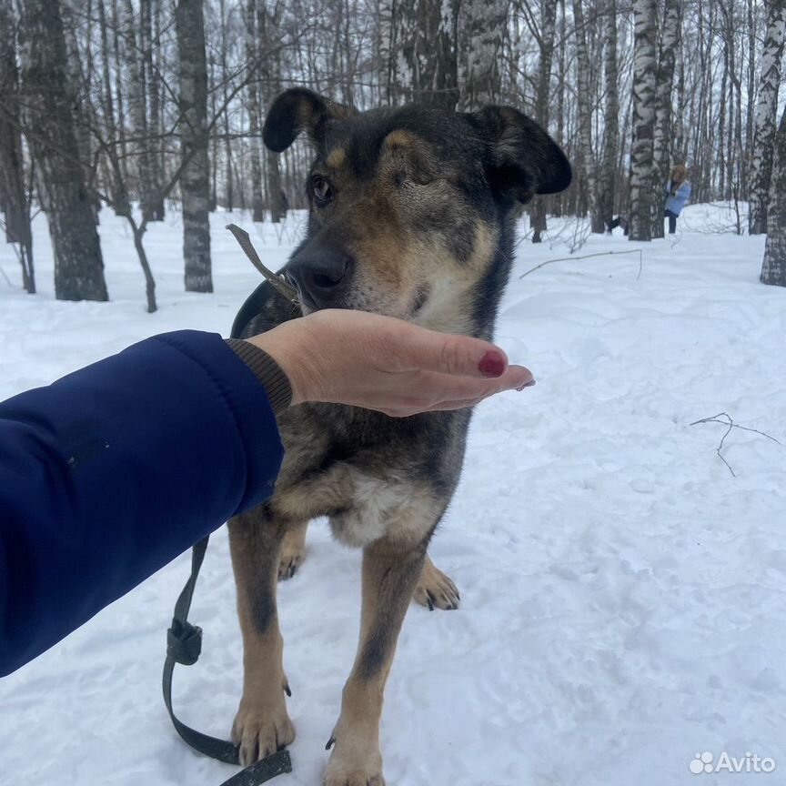 Собака с одним глазом ищет дом