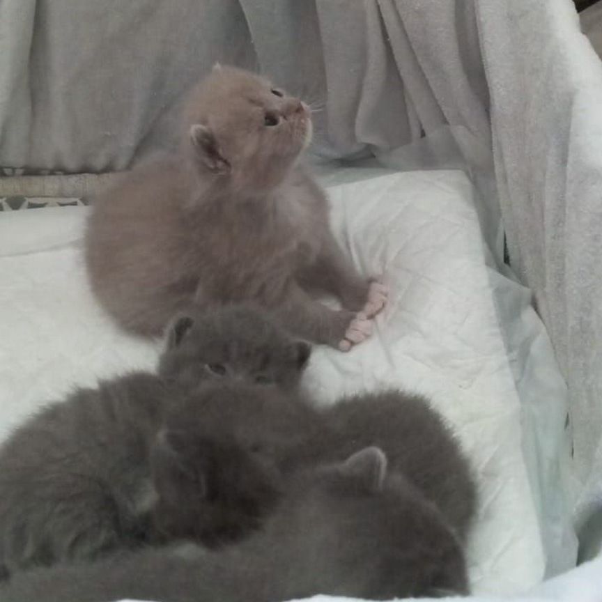 Британские котята