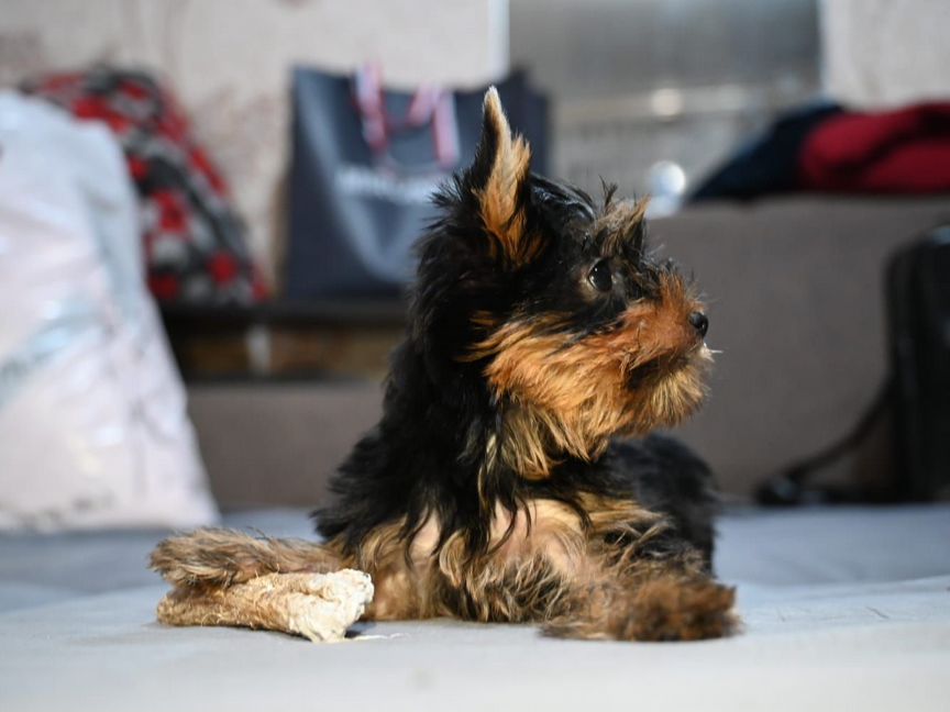 Йоркширский терьер мини беби фейс