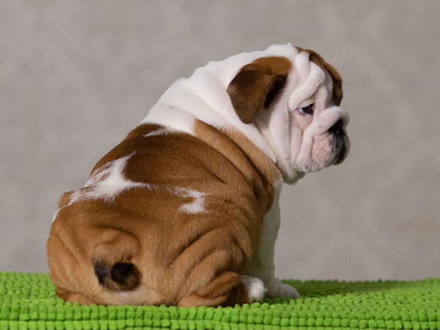 Брутальный мужичок дорого