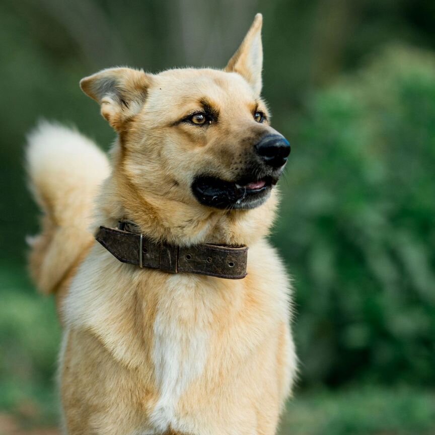 Чудо-собака Жоржетта