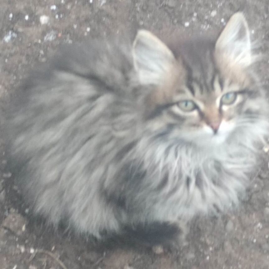 Дарю котят