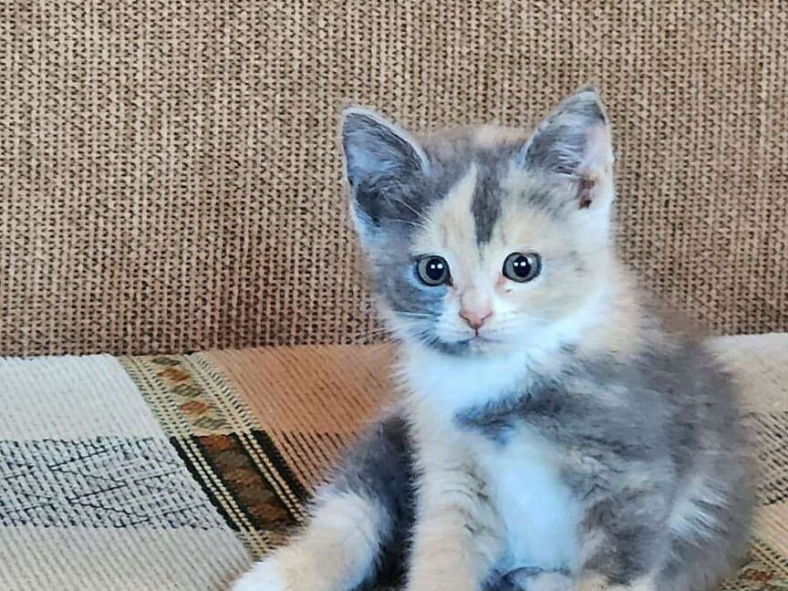 Кошка