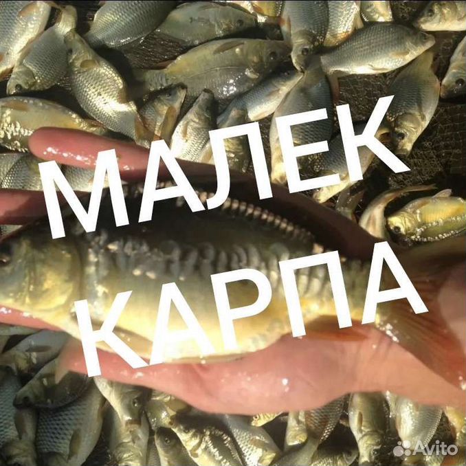Малек карпа зеркало и чешуя