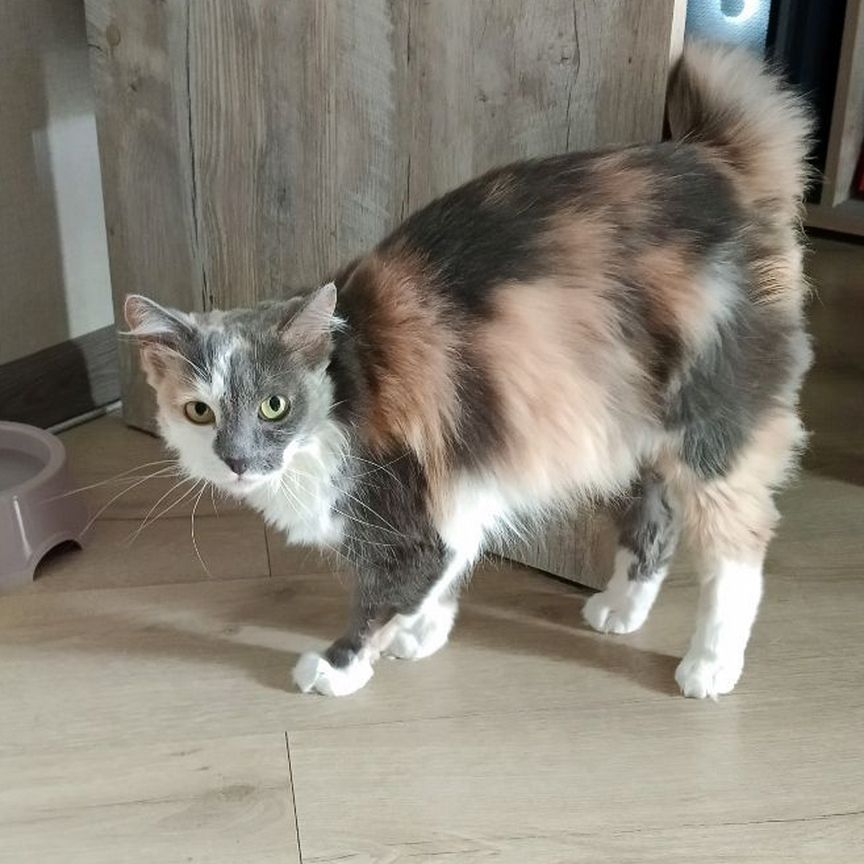 Сибирская, взрослая кошка