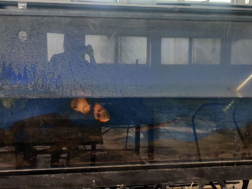 Аквариум 1,5 тонны