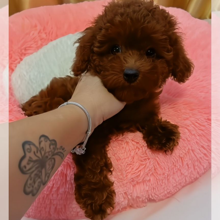 Той-пудель, щенок