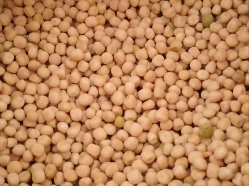 Горох кормовой