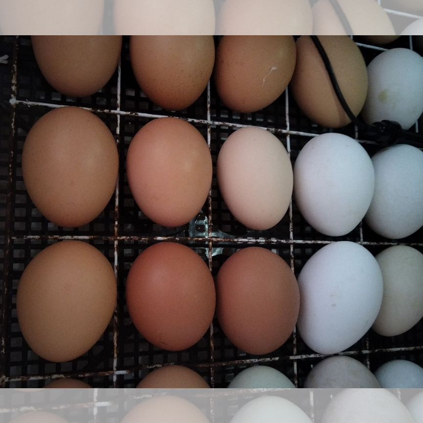 Яйца на инкубацию