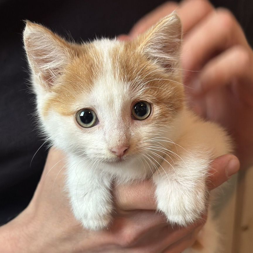 Котята в добрые руки бесплатно
