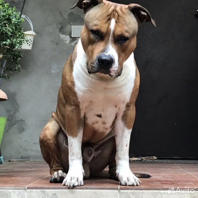 Кобель крупный, амстафф, вязка